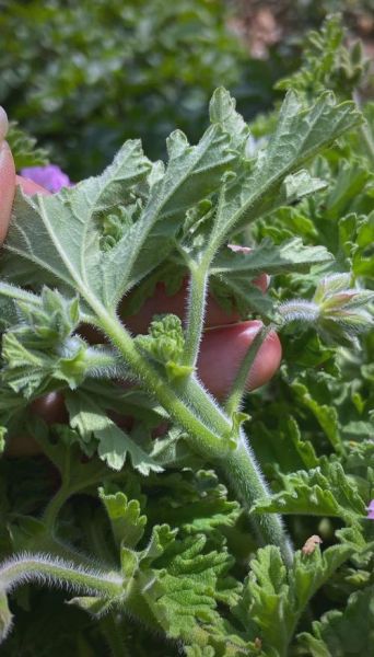 香叶天竺葵花油的功效与作用_孕妇能用吗-第2张图片-山城妙识