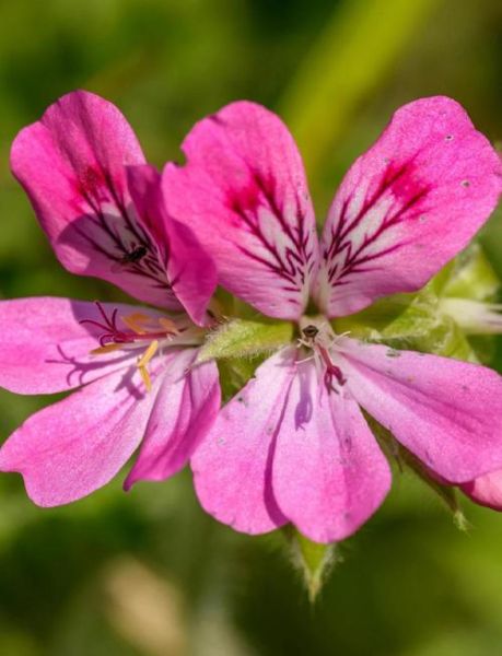 香叶天竺葵花油的功效与作用_孕妇能用吗-第1张图片-山城妙识