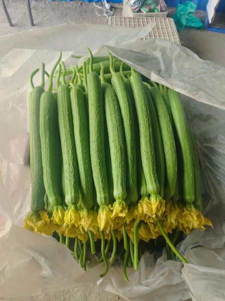 常见瓜类蔬菜有哪些_瓜类蔬菜大全名字-第3张图片-山城妙识 常见瓜类蔬菜有哪些_瓜类蔬菜大全名字-第3张图片-山城妙识