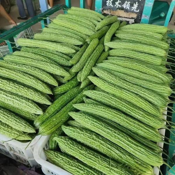 常见瓜类蔬菜有哪些_瓜类蔬菜大全名字-第2张图片-山城妙识 常见瓜类蔬菜有哪些_瓜类蔬菜大全名字-第2张图片-山城妙识