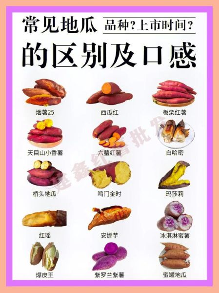地瓜和红薯的区别图片_哪个是地瓜哪个是红薯-第1张图片-山城妙识 地瓜和红薯的区别图片_哪个是地瓜哪个是红薯-第1张图片-山城妙识
