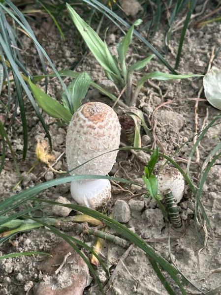 野生鸡腿菇怎么烹饪_野生鸡腿菇怎么清洗-第1张图片-山城妙识 野生鸡腿菇怎么烹饪_野生鸡腿菇怎么清洗-第1张图片-山城妙识