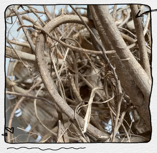 牛奶根长什么样_牛奶根的功效与作用-第3张图片-山城妙识