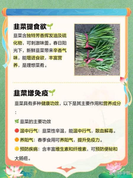 韭菜的功效与作用_韭菜有什么功效与作用-第2张图片-山城妙识