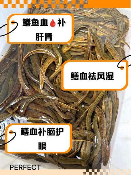 黄鳝血可以吃吗_黄鳝血的功效与禁忌-第1张图片-山城妙识 黄鳝血可以吃吗_黄鳝血的功效与禁忌-第1张图片-山城妙识