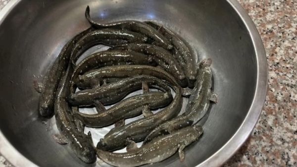 跳鱼儿是什么东西_跳鱼儿能吃不-第1张图片-山城妙识 跳鱼儿是什么东西_跳鱼儿能吃不-第1张图片-山城妙识