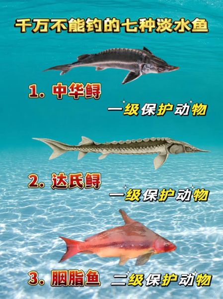 中华鲟是鱼类吗_中华鲟属于什么鱼-第1张图片-山城妙识 中华鲟是鱼类吗_中华鲟属于什么鱼-第1张图片-山城妙识