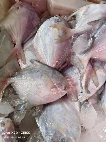 白鲳鱼多少钱一斤_白鲳鱼价格行情-第3张图片-山城妙识