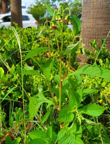 野茼蒿图片_野茼蒿长什么样-第2张图片-山城妙识 野茼蒿图片_野茼蒿长什么样-第2张图片-山城妙识