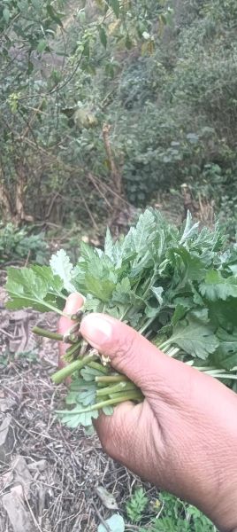 野茼蒿图片_野茼蒿长什么样-第1张图片-山城妙识 野茼蒿图片_野茼蒿长什么样-第1张图片-山城妙识