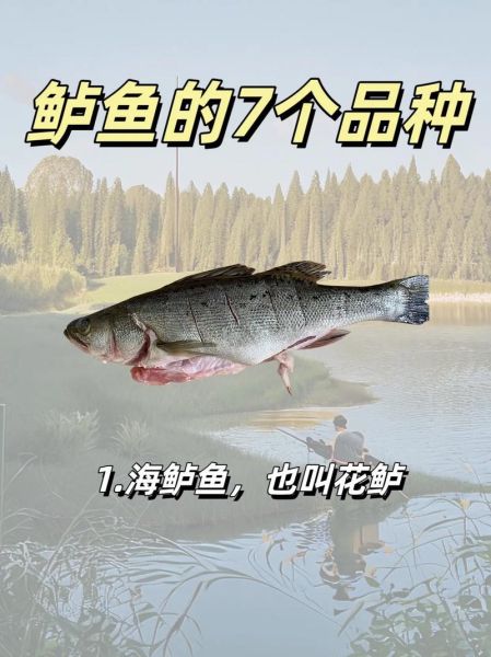鲈形目鱼类大全_常见品种有哪些-第1张图片-山城妙识 鲈形目鱼类大全_常见品种有哪些-第1张图片-山城妙识