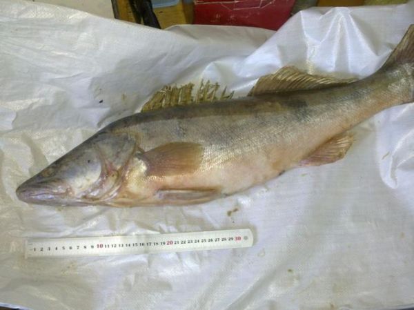 鲈形目鱼类大全_常见品种有哪些-第2张图片-山城妙识 鲈形目鱼类大全_常见品种有哪些-第2张图片-山城妙识