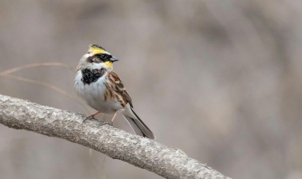 黄喉鹀怎么分公母_黄喉鹀吧新手入门-第3张图片-山城妙识 黄喉鹀怎么分公母_黄喉鹀吧新手入门-第3张图片-山城妙识