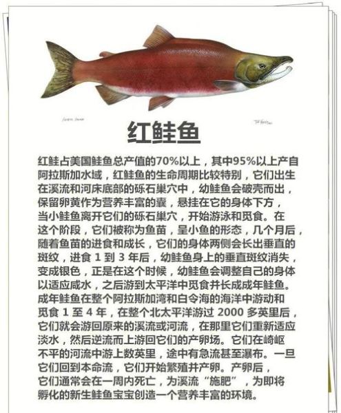 红鲑鱼和三文鱼的区别_红鲑鱼营养价值高吗-第3张图片-山城妙识 红鲑鱼和三文鱼的区别_红鲑鱼营养价值高吗-第3张图片-山城妙识