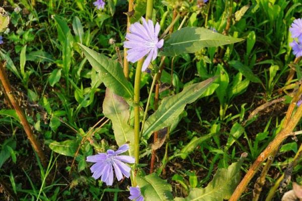 菊苣图片_全株长什么样-第2张图片-山城妙识