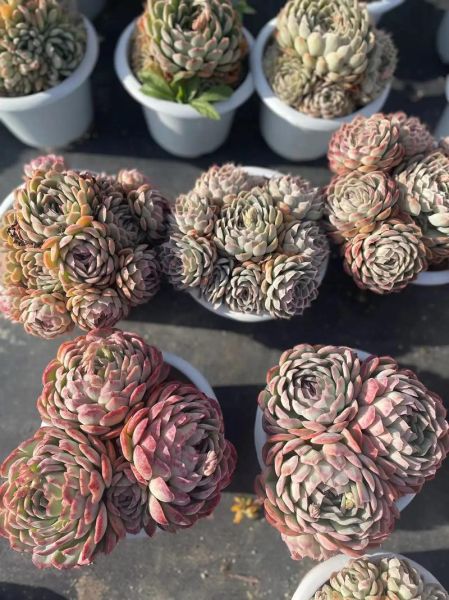 草莓冰多肉怎么养_草莓冰多肉掉叶子怎么办-第1张图片-山城妙识 草莓冰多肉怎么养_草莓冰多肉掉叶子怎么办-第1张图片-山城妙识