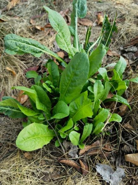 菊苣图片_全株长什么样-第3张图片-山城妙识