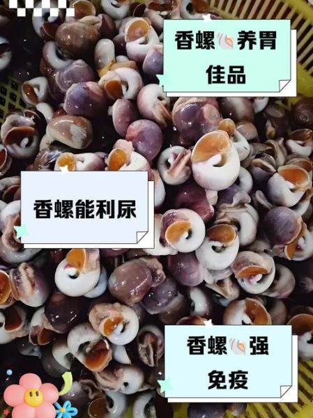 香螺哪些部位不能吃_香螺内脏图解-第3张图片-山城妙识