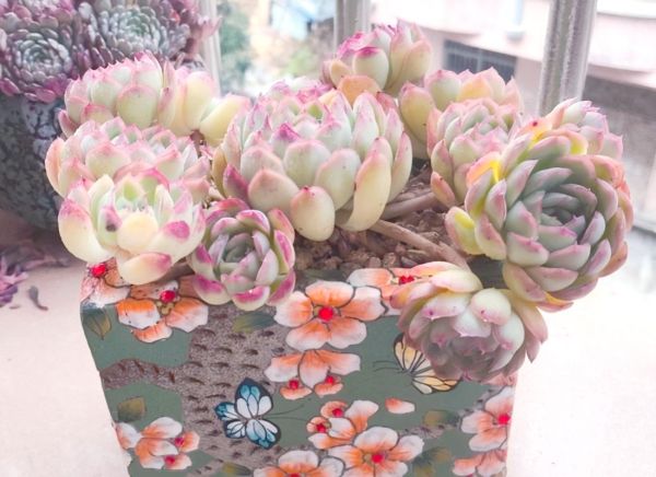 草莓冰多肉怎么养_草莓冰多肉掉叶子怎么办-第2张图片-山城妙识 草莓冰多肉怎么养_草莓冰多肉掉叶子怎么办-第2张图片-山城妙识