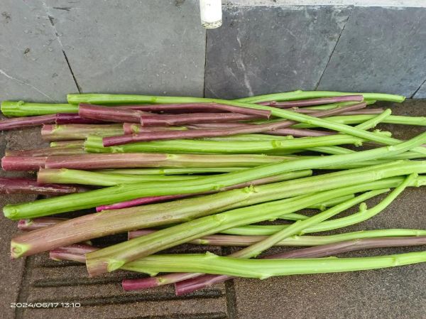 苋菜梗怎么做好吃_苋菜梗的功效与作用-第3张图片-山城妙识 苋菜梗怎么做好吃_苋菜梗的功效与作用-第3张图片-山城妙识