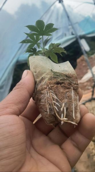 覆盆子怎么种_覆盆子种植技术视频-第1张图片-山城妙识 覆盆子怎么种_覆盆子种植技术视频-第1张图片-山城妙识