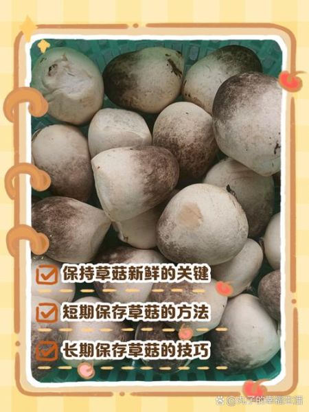 鲜草菇怎么保存_鲜草菇图片如何挑选-第1张图片-山城妙识