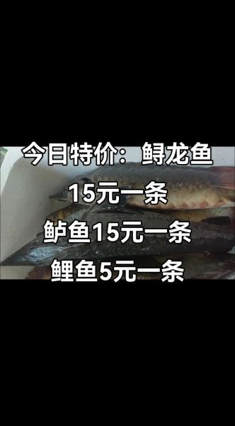 鲟龙鱼多少钱一斤2019_鲟龙鱼价格行情-第1张图片-山城妙识 鲟龙鱼多少钱一斤2019_鲟龙鱼价格行情-第1张图片-山城妙识