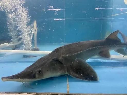 鲟龙鱼多少钱一斤2019_鲟龙鱼价格行情-第2张图片-山城妙识 鲟龙鱼多少钱一斤2019_鲟龙鱼价格行情-第2张图片-山城妙识