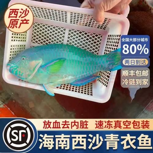 青衣鱼多少钱一斤_青衣鱼价格走势-第3张图片-山城妙识 青衣鱼多少钱一斤_青衣鱼价格走势-第3张图片-山城妙识