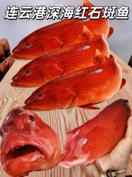 海红斑多少钱一斤_海红斑价格行情-第1张图片-山城妙识