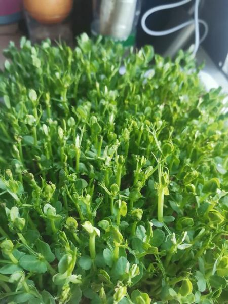 豌豆什么时候种最合适_豌豆种植方法全过程-第1张图片-山城妙识 豌豆什么时候种最合适_豌豆种植方法全过程-第1张图片-山城妙识