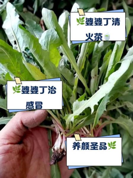 婆婆丁泡水喝的功效_婆婆丁泡水喝的禁忌-第1张图片-山城妙识