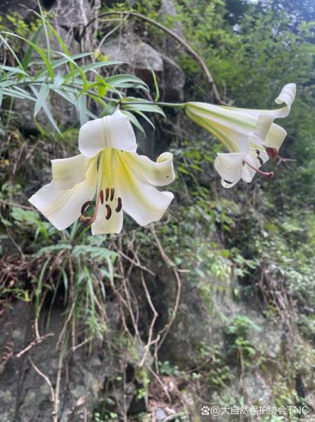 野百合花的功效与作用_野百合花能长期泡水喝吗-第3张图片-山城妙识 野百合花的功效与作用_野百合花能长期泡水喝吗-第3张图片-山城妙识