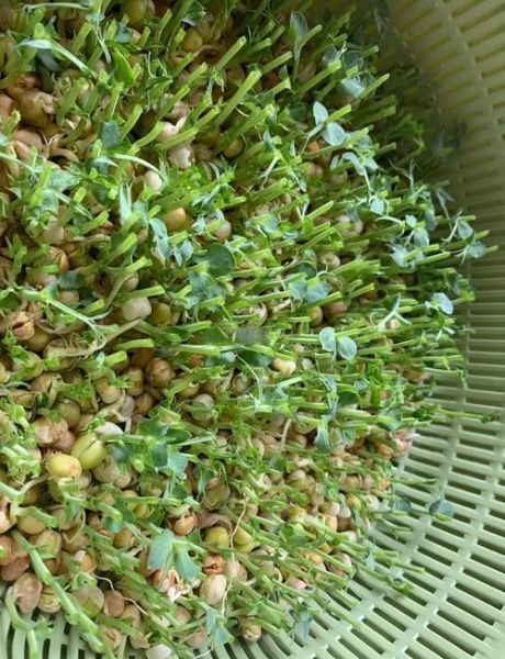 自制豌豆苗最简单的方法_豌豆苗几天能发芽-第1张图片-山城妙识