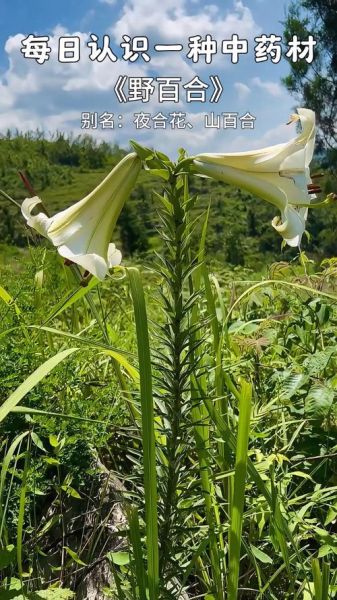 野百合花的功效与作用_野百合花能长期泡水喝吗-第1张图片-山城妙识 野百合花的功效与作用_野百合花能长期泡水喝吗-第1张图片-山城妙识