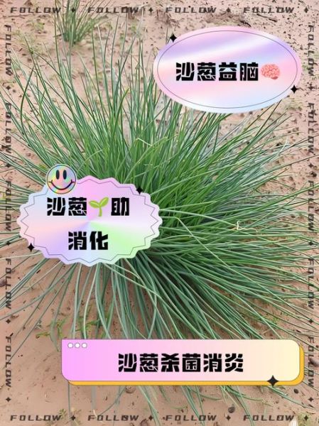沙葱怎么种_沙葱种植技术详解-第3张图片-山城妙识 沙葱怎么种_沙葱种植技术详解-第3张图片-山城妙识