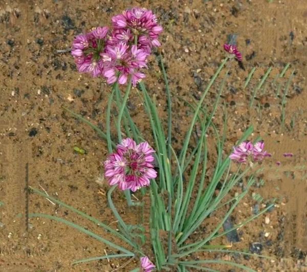 沙葱怎么种_沙葱种植技术详解-第2张图片-山城妙识 沙葱怎么种_沙葱种植技术详解-第2张图片-山城妙识