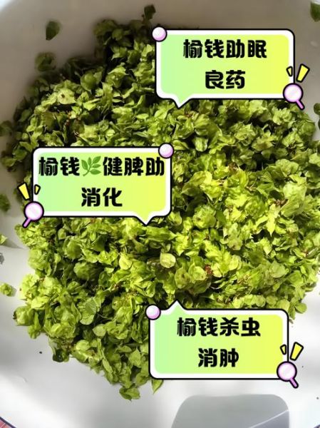 榆钱的功效与作用_榆钱怎么吃才养生-第2张图片-山城妙识 榆钱的功效与作用_榆钱怎么吃才养生-第2张图片-山城妙识