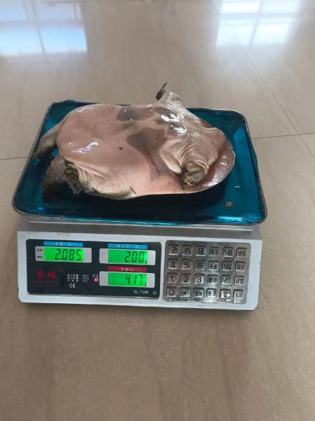 甲鱼批发多少钱一斤_甲鱼批发价格行情-第2张图片-山城妙识 甲鱼批发多少钱一斤_甲鱼批发价格行情-第2张图片-山城妙识