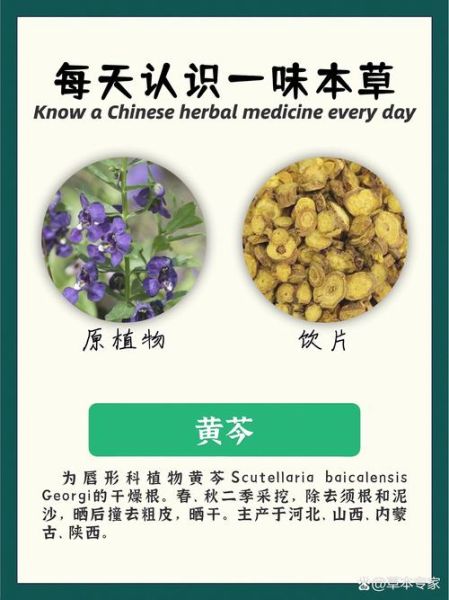 黄芩图片长什么样_黄芩真假如何辨别-第2张图片-山城妙识 黄芩图片长什么样_黄芩真假如何辨别-第2张图片-山城妙识