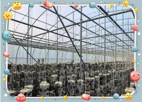 香菇种植自动化大棚多少钱_香菇自动化大棚怎么建-第1张图片-山城妙识 香菇种植自动化大棚多少钱_香菇自动化大棚怎么建-第1张图片-山城妙识