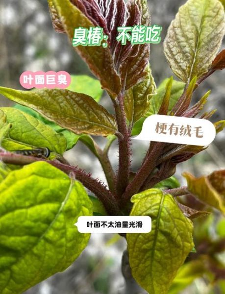 臭椿树的功效与作用_臭椿树能治疗哪些疾病-第3张图片-山城妙识 臭椿树的功效与作用_臭椿树能治疗哪些疾病-第3张图片-山城妙识