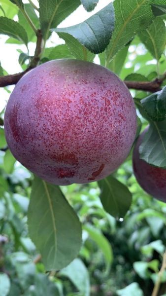 黑布林怎么算熟了_黑布林成熟判断方法-第3张图片-山城妙识 黑布林怎么算熟了_黑布林成熟判断方法-第3张图片-山城妙识