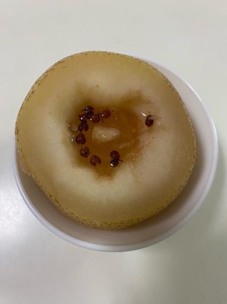 雪花梨怎么吃治咳嗽_雪花梨止咳做法大全-第2张图片-山城妙识 雪花梨怎么吃治咳嗽_雪花梨止咳做法大全-第2张图片-山城妙识