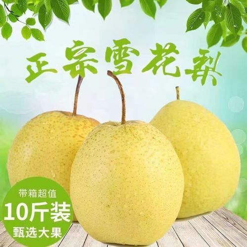 雪花梨怎么吃治咳嗽_雪花梨止咳做法大全-第3张图片-山城妙识 雪花梨怎么吃治咳嗽_雪花梨止咳做法大全-第3张图片-山城妙识