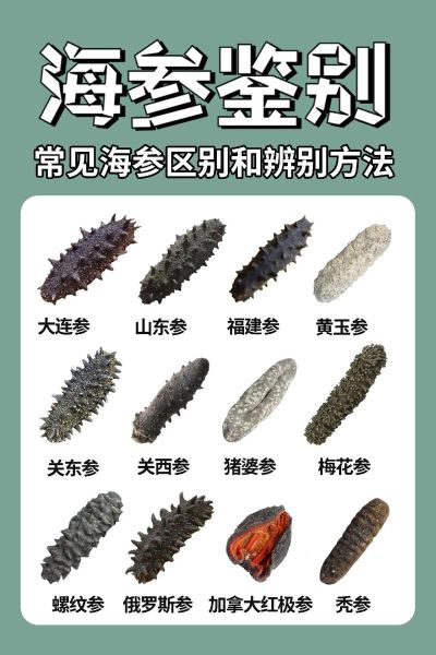 海参一天吃多少合适_海参每天吃多少克-第1张图片-山城妙识