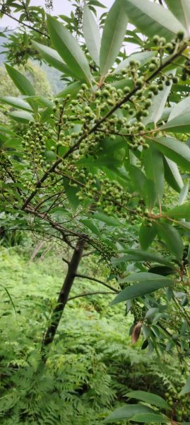 木姜子是什么_木姜子怎么吃-第1张图片-山城妙识