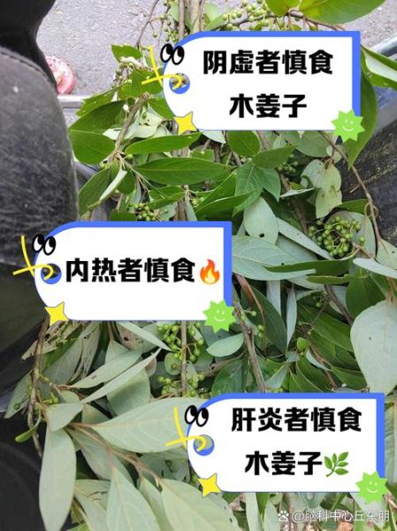 木姜子是什么_木姜子怎么吃-第2张图片-山城妙识