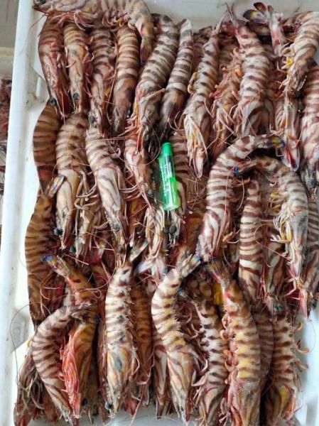 九节虾多少钱一斤_九节虾价格受哪些因素影响-第1张图片-山城妙识