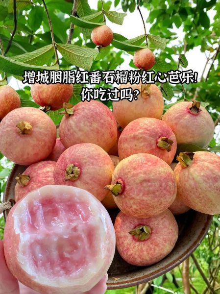 芭乐是什么季节的水果_芭乐几月份最好吃-第2张图片-山城妙识